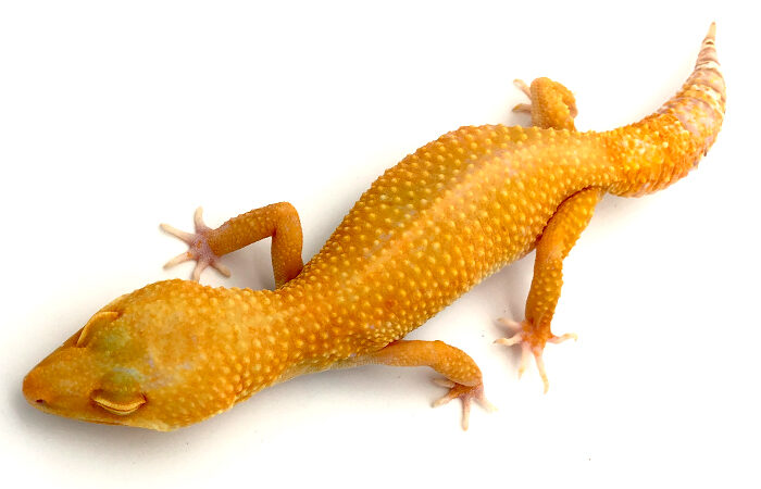 Unsere Zuchttiere. Leopardgecko Züchter aus Seelze bei Hannover.